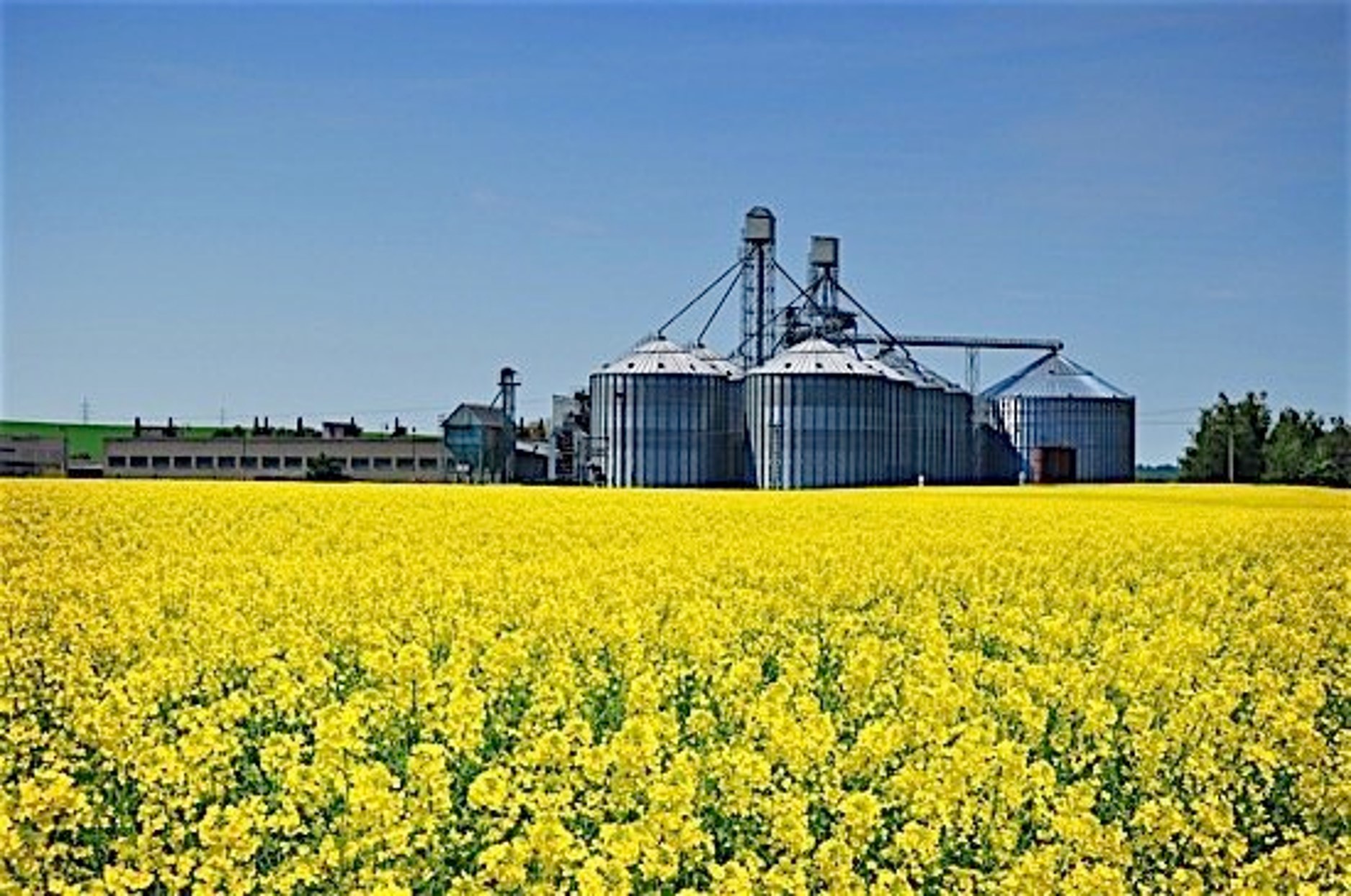 Case Study: Dust Hazard Analysis and Combustible Dust Explosion Mitigation in Oilseed Processing ...